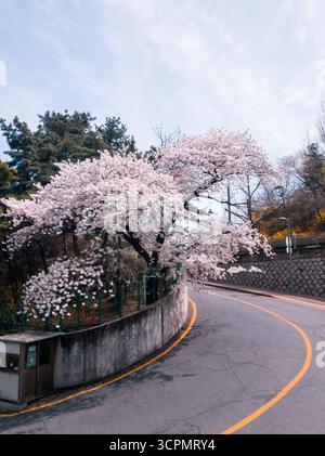 cherry tree in spring and Namsan Mountain with Namsan Tower in the ...