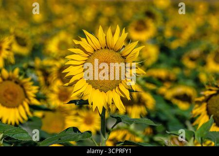 Late afternoon at a sunflower field near Phoenix, Arizona Stock Photo ...