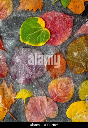 Autumn background Yellow red orange leaves and trees during autumn ...