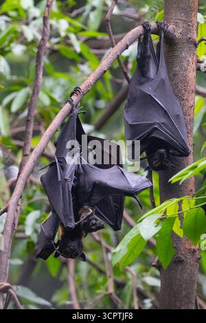 Spectacled flying foxes (Pteropus conspicillatus) orphans cared for in ...