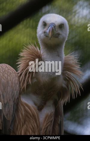 Closeup shot of a Eurasian blue tit bird on a branch Stock Photo - Alamy