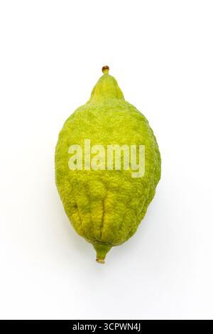A traditional Jewish Etrog arrangement for Sukkot Stock Photo - Alamy