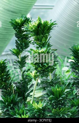 Vertical background texture of tightly packed green Melissa officinalis ...