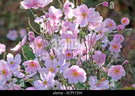 Pink Japanese Anemone Tomentosa Stock Photo - Alamy