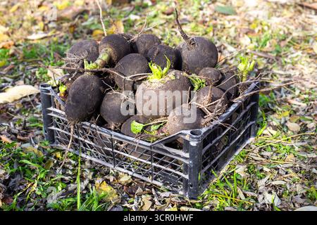 Black radish in the garden Stock Photo - Alamy