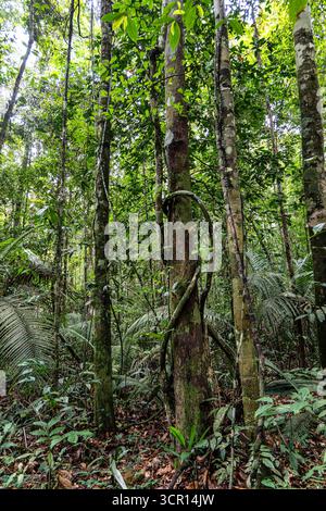 The Musa botanical garden. Manaus, Brazil. Natural beauty, Floresta ...