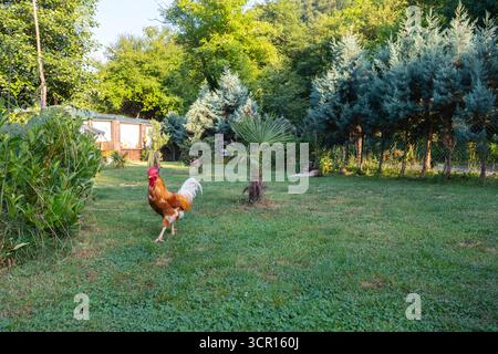 Rooster outdoor in the green farm Stock Photo - Alamy