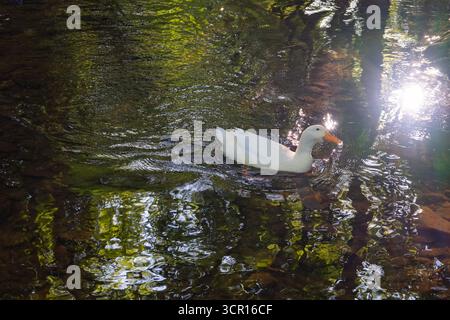white goose swimming in the water Stock Photo - Alamy
