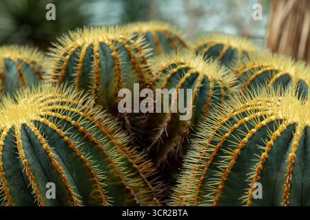 Dense of Ferocactus or Barrel Cactus cacti spiky ribbed barrel ...