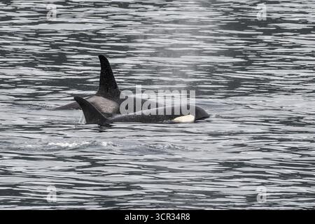 Orcas (Orcinus orca), Kenai Fjords National Park, Alaska, USA Stock ...