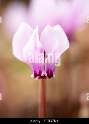 Close up flower portrait of Cyclamen hederifolium, ivy-leaved cyclamen ...
