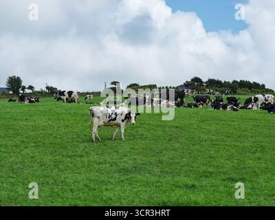 A herd of cows resting on the grass with a beautiful snowy mountain in ...
