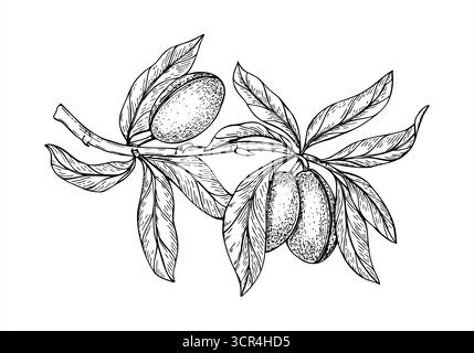 Peach with kernel. Hand drawn outline doodle icon. Colorful isolated on ...