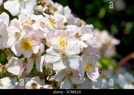 a closeup of a multiflora rose Stock Photo - Alamy