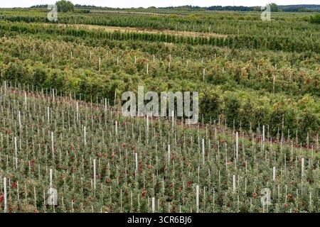 Aerial view of apple orchards with symmetrical rows Stock Photo - Alamy