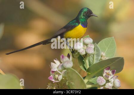 Nile valley sunbird, Eastern pygmy long-tailed sunbird, Eastern pygmy ...