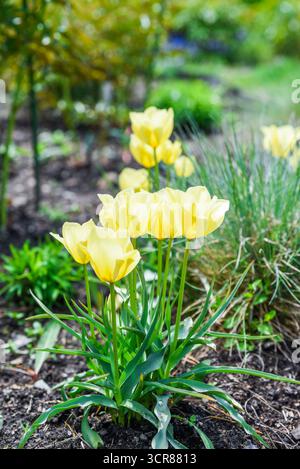 Tulip Yellow Purissima flowers in spring sunlight Stock Photo - Alamy