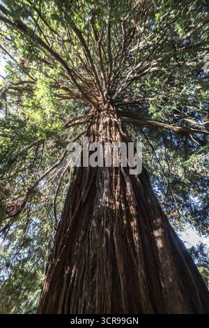 Giant Redwood tree Canada Stock Photo - Alamy
