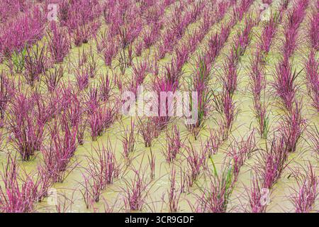 rice plant or rice field , sticky rice plant or paddy field or rice ...