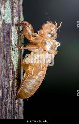 Cicada exoskeleton molt clings to the bark of a tree Stock Photo - Alamy