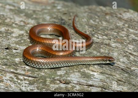 Common Slug Eater (Duberria lutrix) Close-Up on Mossy Ground– Non ...