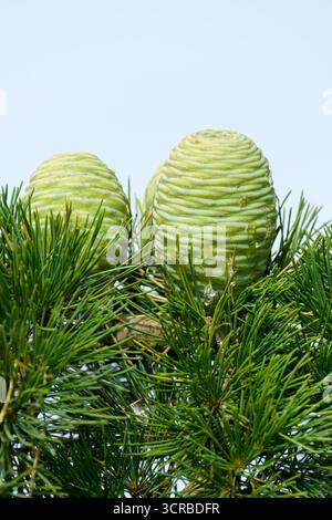Himalayan cedar or deodar cedar tree with female and male cones ...