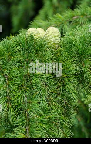 Himalayan cedar or deodar cedar tree with female and male cones ...