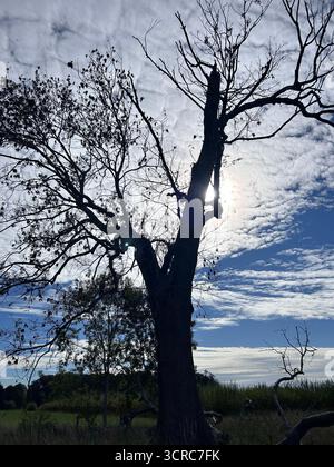Dead ok tree in silhouette against scenic cloudy sky Stock Photo - Alamy