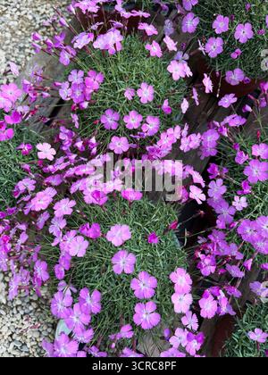 Beautiful, elegant pink carnation flower over bright light blue table ...