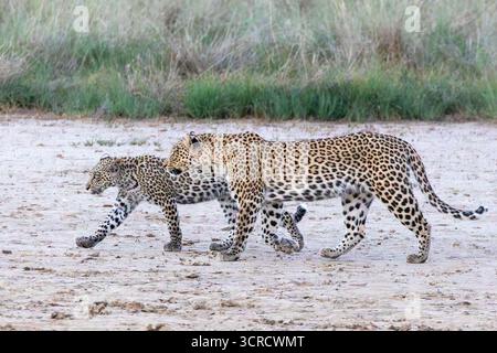 Leopard (Panthera pardus) Kgalagadi Transfrontier Park, South Africa ...