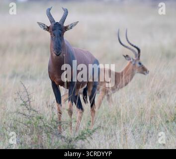 Topi Antelope Damaliscus lunatus jimela is a subspecies of topi, and is ...