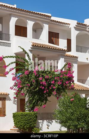 Beautiful whitewashed facades with colorful bougainvillea plant in ...