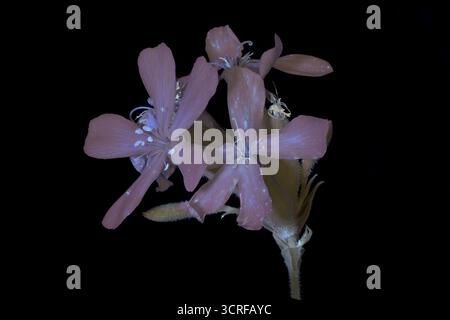 Soap Root (Saponaria officinalis), flower photographed with UV light ...