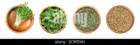 Ground coriander, its dried seeds and fresh leaves Stock Photo - Alamy