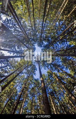 In a dense pine forest, looking up Stock Photo - Alamy