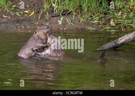 Beavers wrestling in a river Stock Photo - Alamy