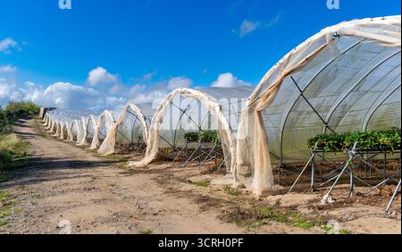 Strawberry cultivation in polytunnels Fife area of Scotland rows of the ...