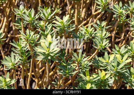 Balsam spurge / Sweet tabaiba (Euphorbia balsamifera), a Canaries ...
