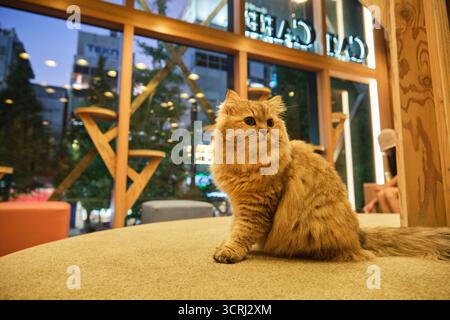 Stray cat resting on Tokyo. Cute Japanese street cat portrait showing ...