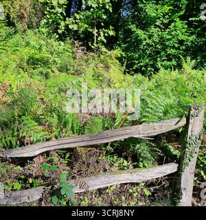 Early autumn common bracken (peridium aquilinum), St Fagan's National ...