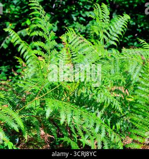 Common bracken (peridium aquilinum) Cardiff, South Wales, United ...