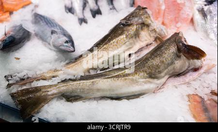 Crumbled ice, carcasses of gutted and decapitated cod fish trunk lie on ...