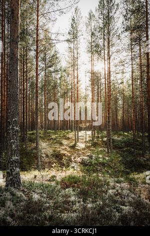Sunbeams illuminating the trunks of pine trees at sunset or dawn in a ...