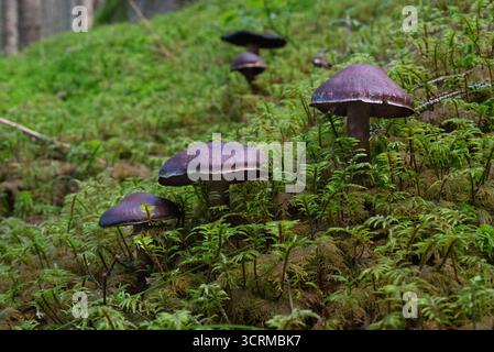 violet webcap (Cortinarius violaceus), in moss, Germany, North Rhine ...