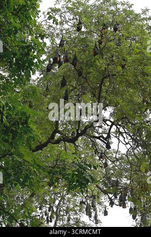 Colony of flying fox Pteropus lylei on Pemba island at Zanzibar ...
