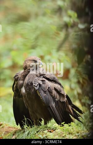 Adult Lesser Spotted Eagle, Clanga pomarina, in Romania Stock Photo - Alamy