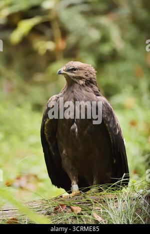 Lesser spotted eagle or Pomeranian eagle (Clanga pomarina, Aquila ...