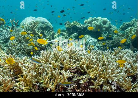 Lemon damsel, Pomacentrus moluccensis, Raja Ampat Indonesia Stock Photo ...