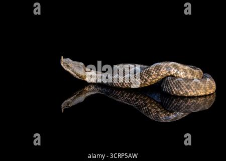 Poskok /Nose horned viper/ Vipera ammodytes in natural habitat in NP ...