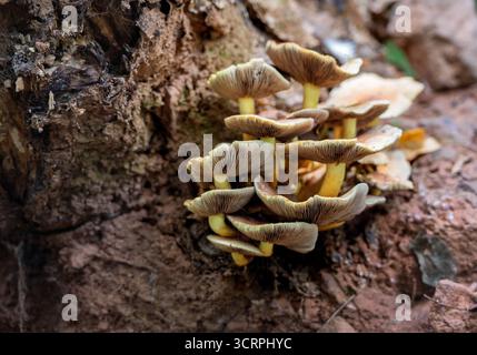 Fungi flourish on a decaying tree, playing a vital role in ...